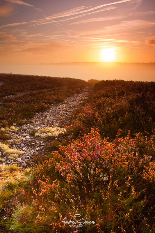 andrew stevens photography - ibsley common (asp100-2459)