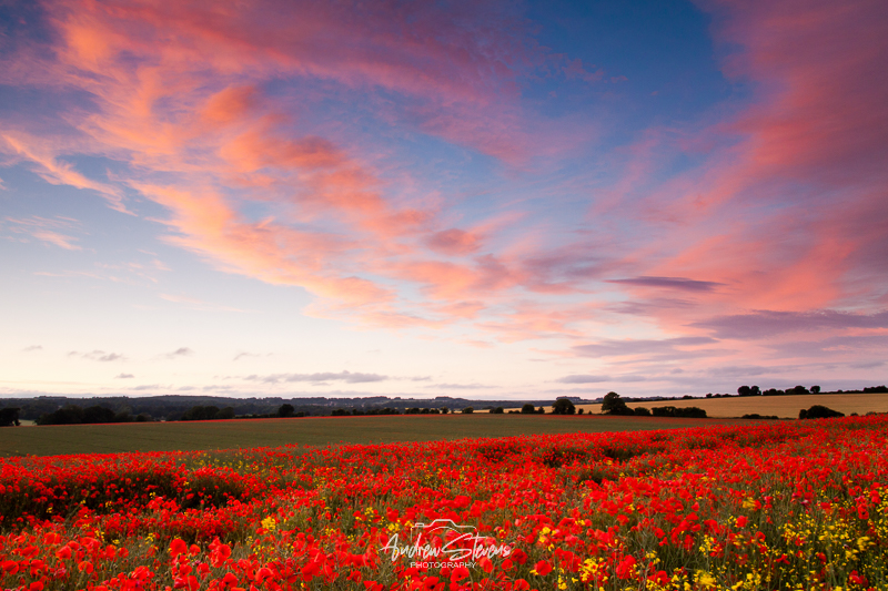 andrew stevens photography - Pink Sky, Red Field (asp100-4832)